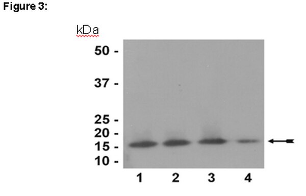 ChIPAb+™ Histone H3 (CT) - ChIP Validated Antibody and Primer Set | 17 ...